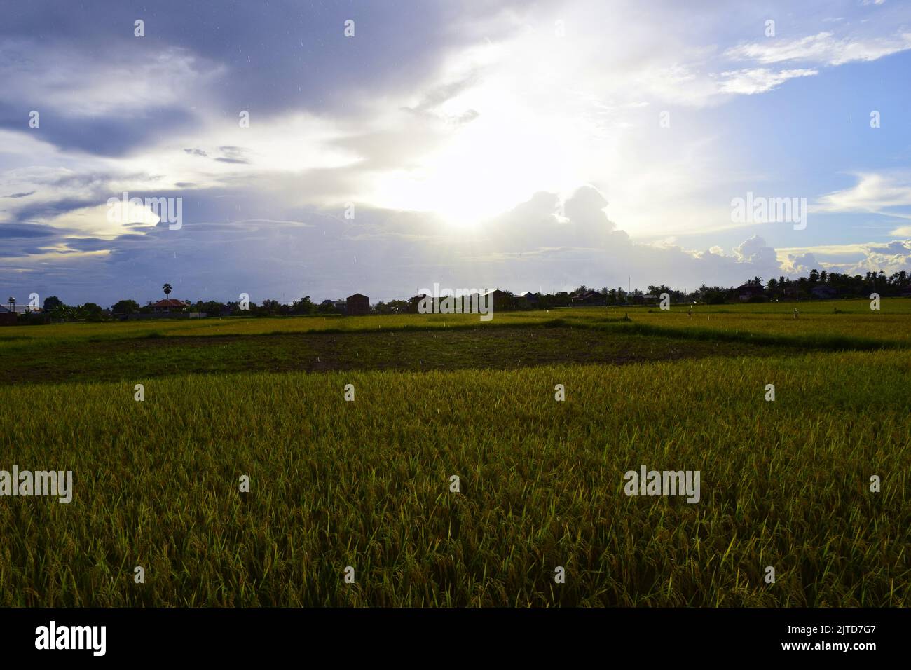 Rice Field Sunset Stock Photo - Alamy