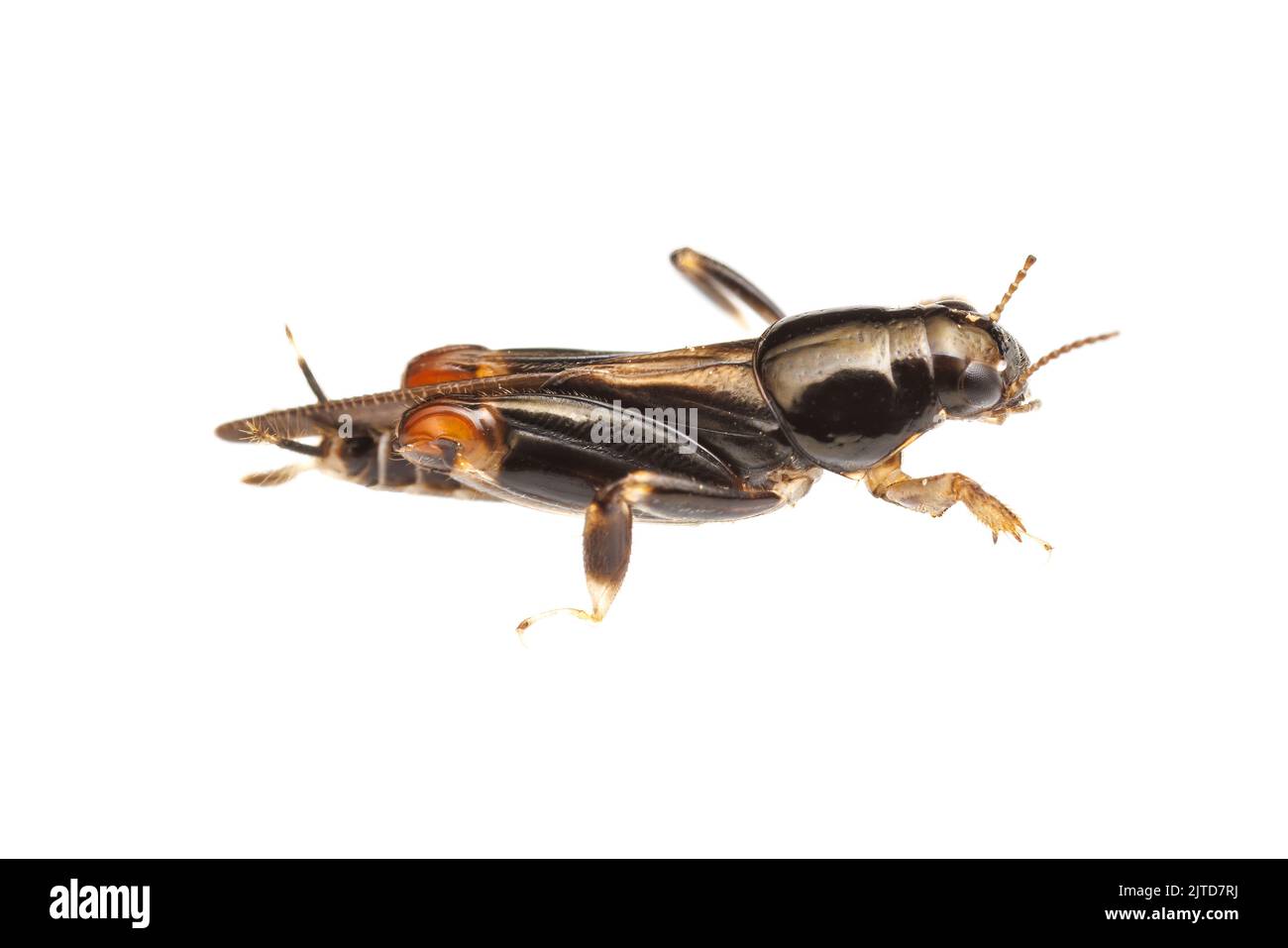 Larger Pygmy Mole Grasshopper (Neotridactylus apicialis) - Female ...