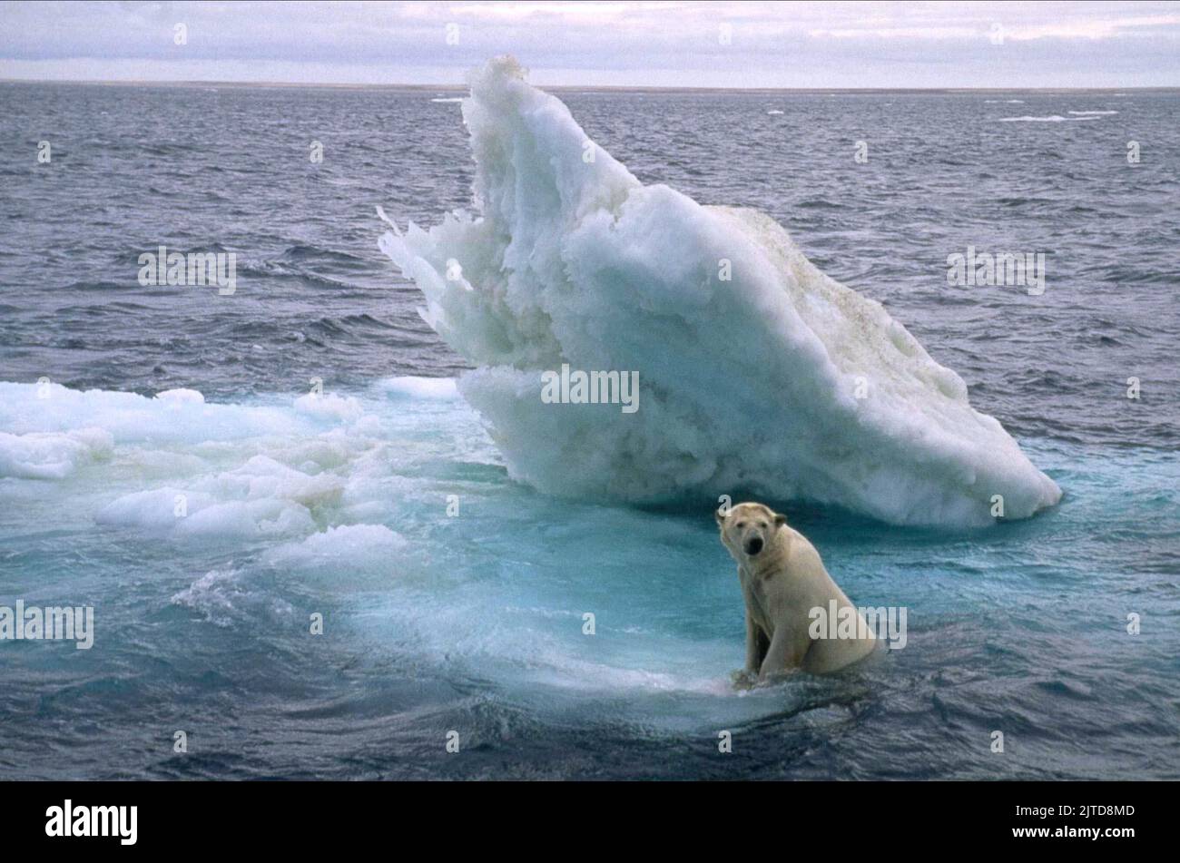 POLAR BEAR, ARCTIC TALE, 2007 Stock Photo - Alamy