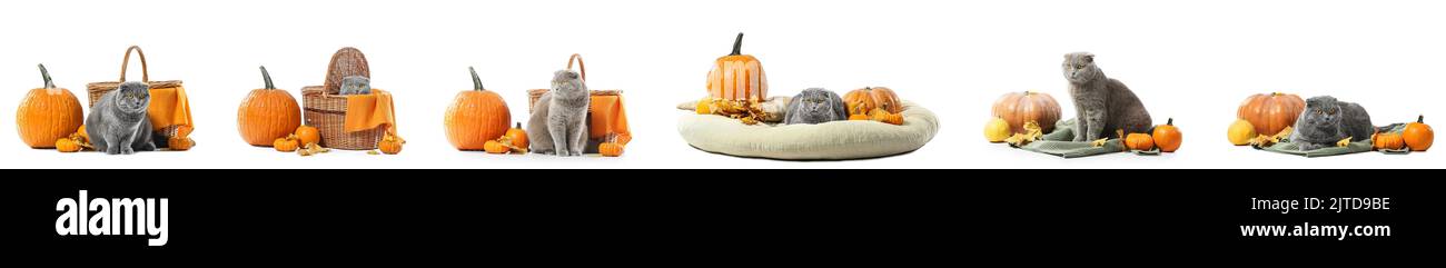 Halloween pumpkins cat Cut Out Stock Images & Pictures - Alamy