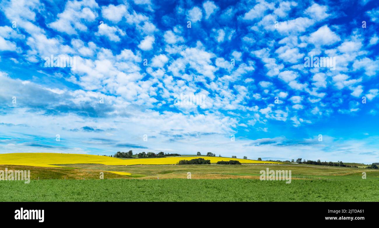 Canadian prairies scene with distant mustard seed fields under a ...