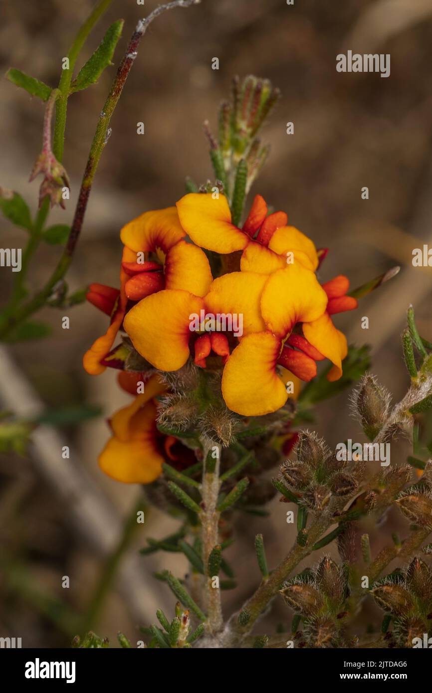 The reddish yellow pea shaped flowers of the Australian native shrub ...