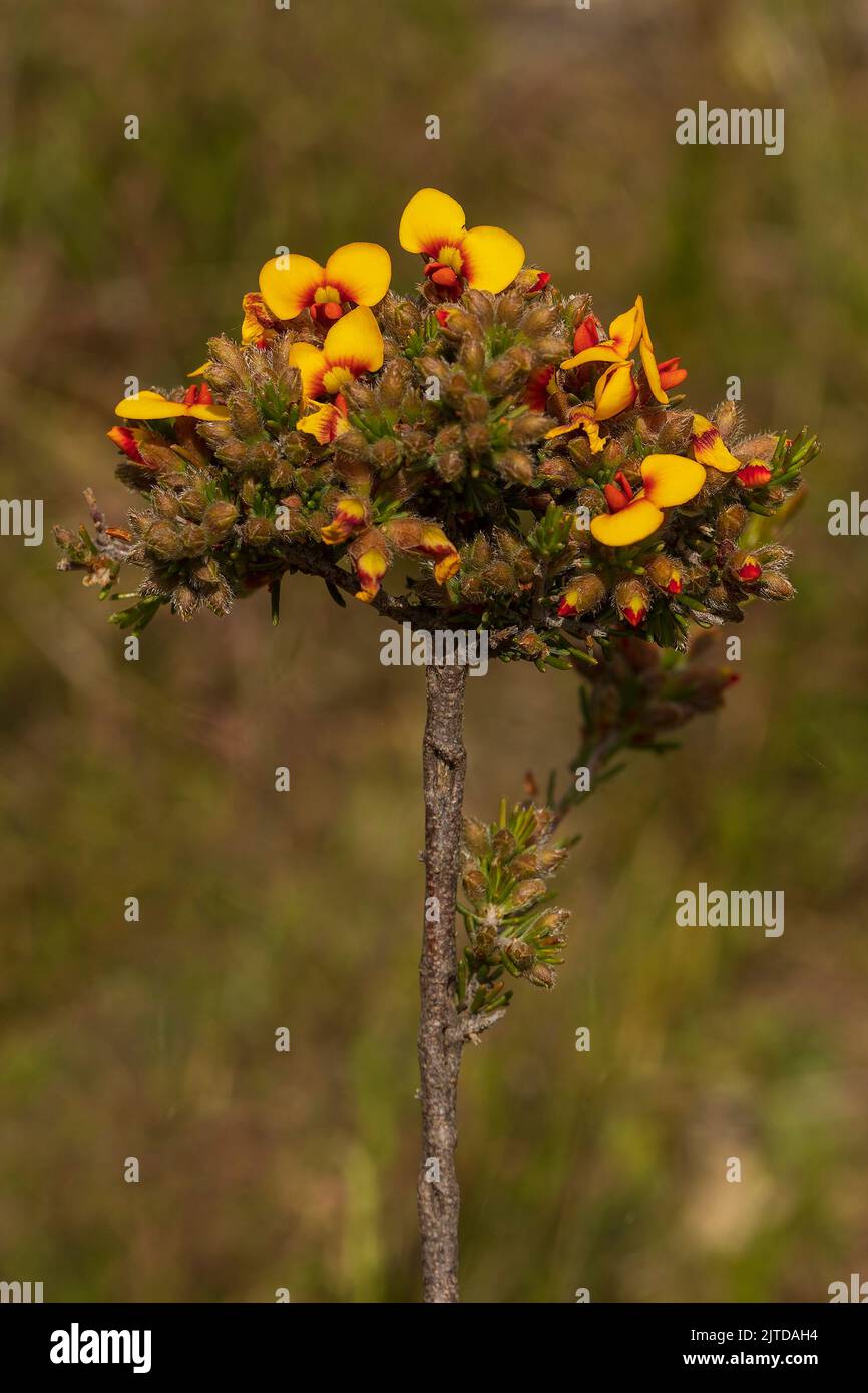 The reddish yellow pea shaped flowers of the Australian native shrub ...
