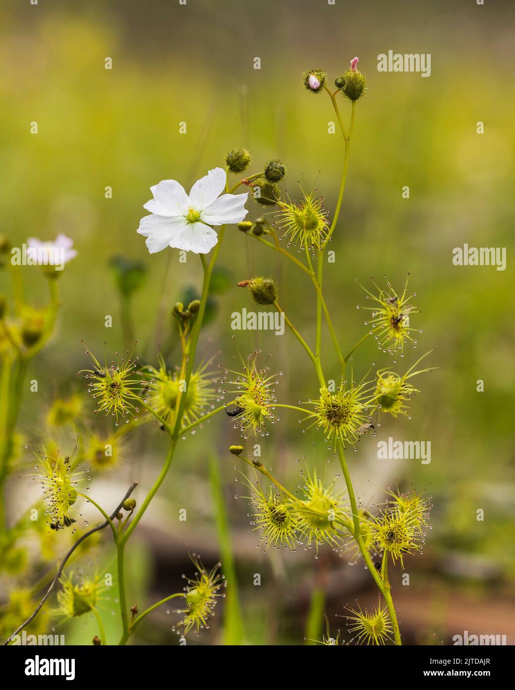 Tall Sundew (Drosera peltata). An Australian native carnivorous plant ...