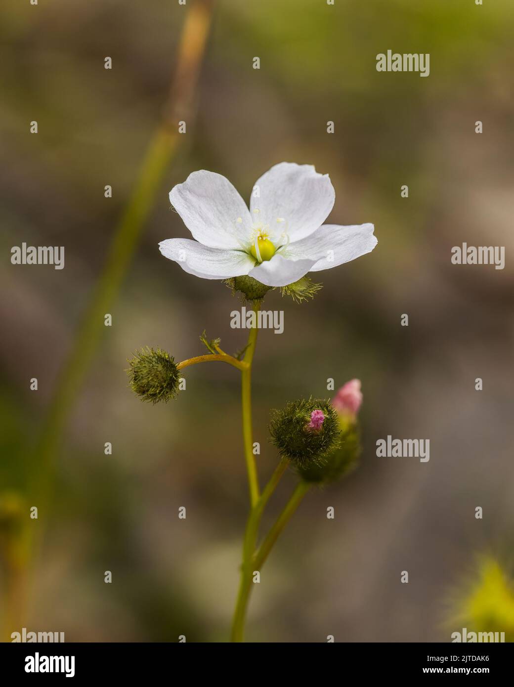 Tall Sundew (Drosera peltata). An Australian native carnivorous plant ...