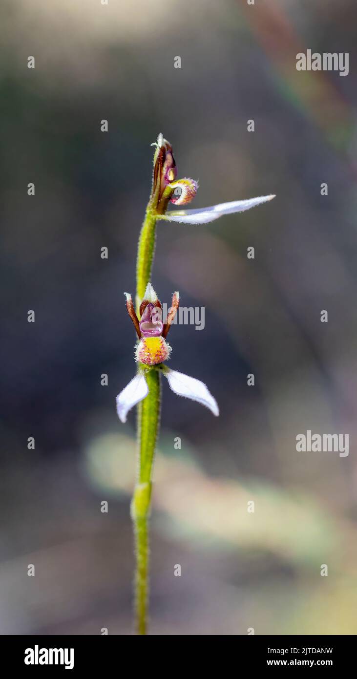 The flower of a small herbaceous plant known as Parson's Bands ...