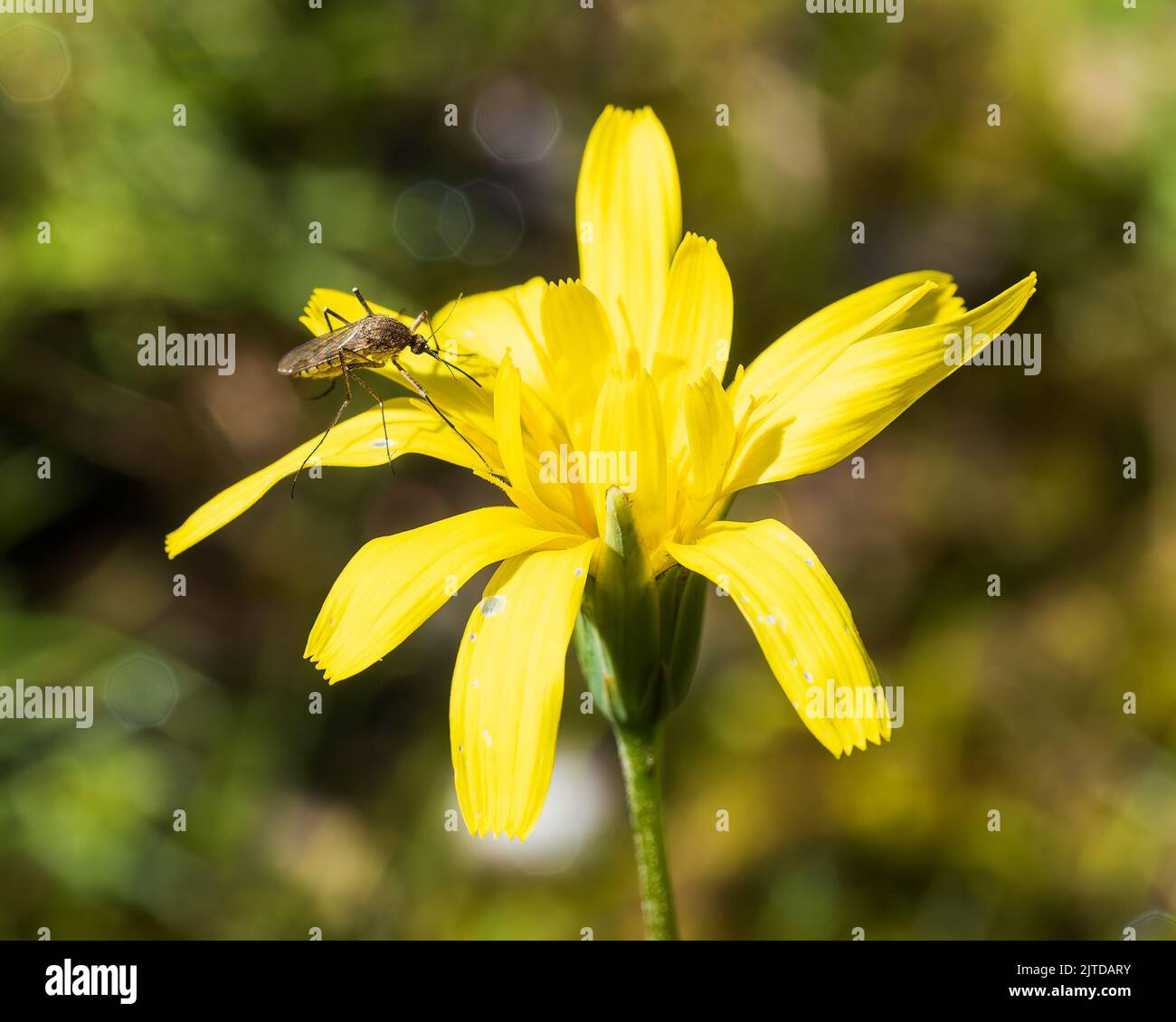 An Australian wild herb known as the Yam Daisy (Microseria lanceolota ...