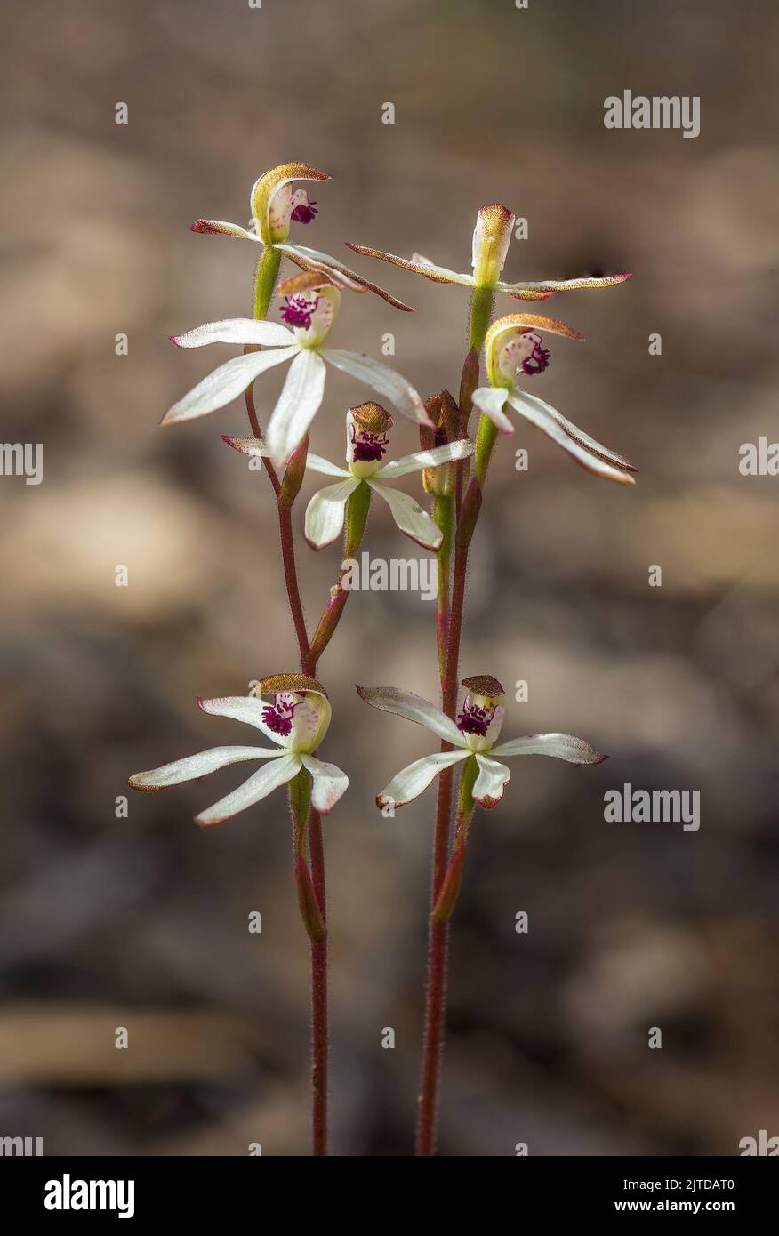 The flower of the Australian wild ground orchid known as Musky ...