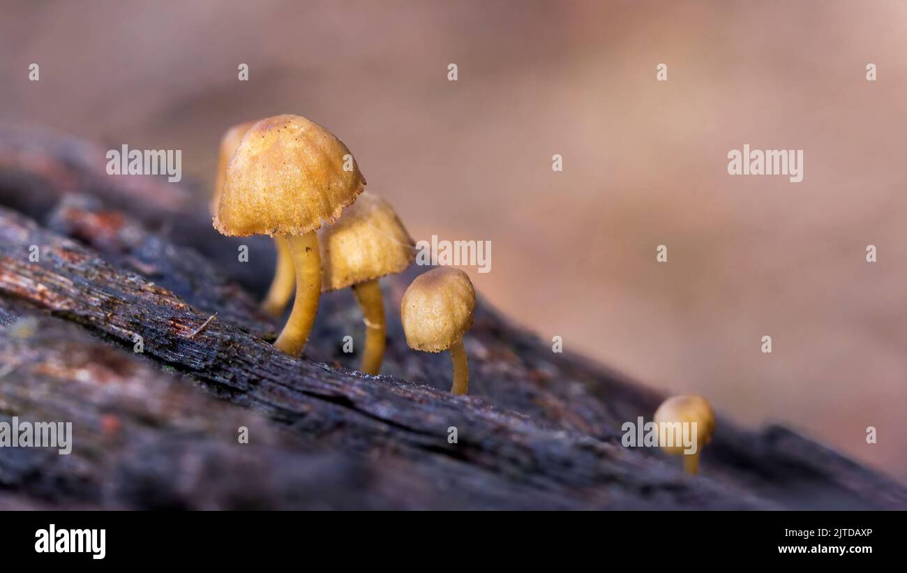 A small delicate conical mushroom of the Mycena species of fungi Stock ...