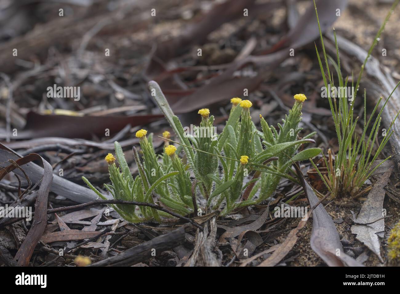 Australian native plants hi-res stock photography and images - Alamy