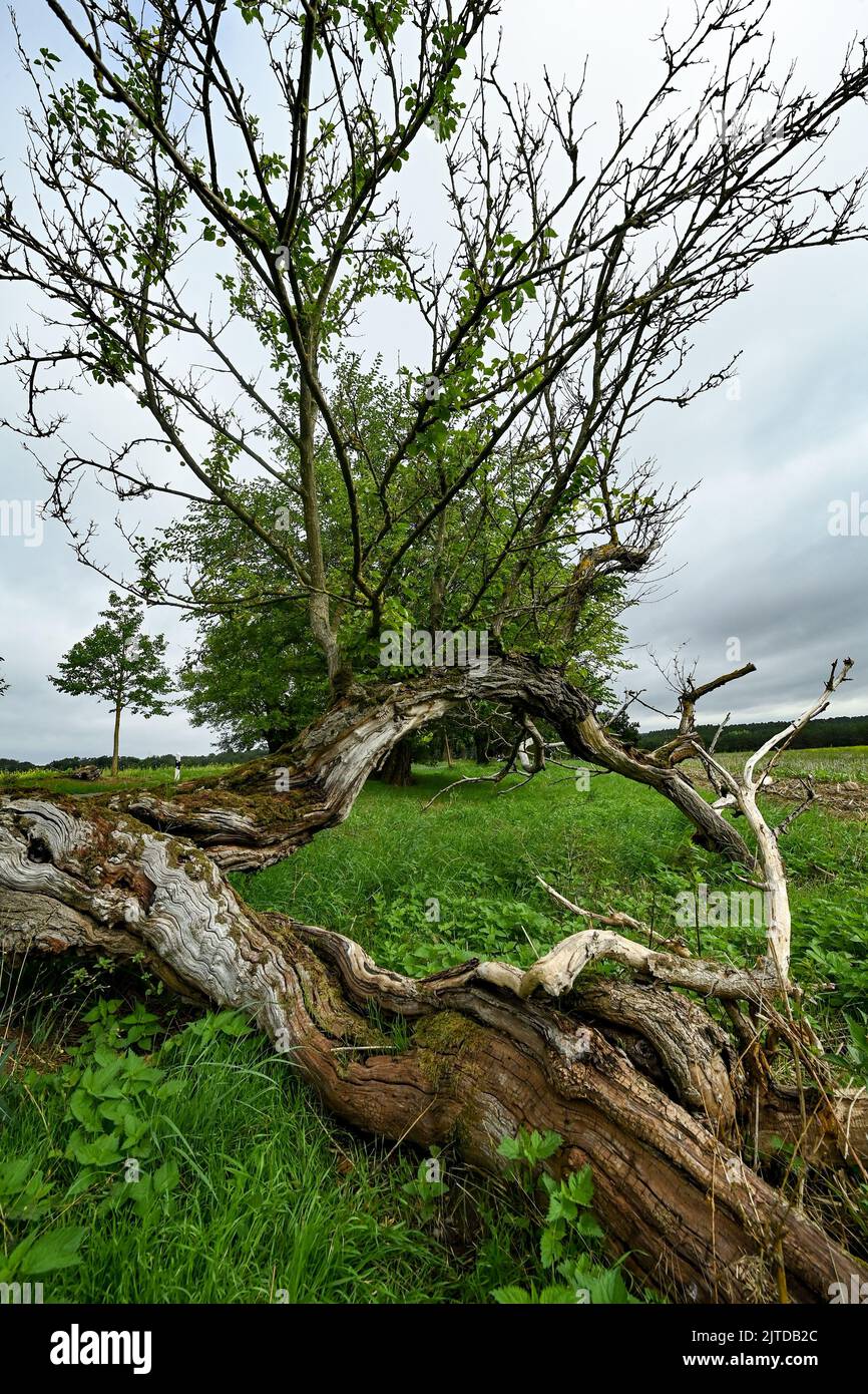Age old mulberry tree hi-res stock photography and images - Alamy