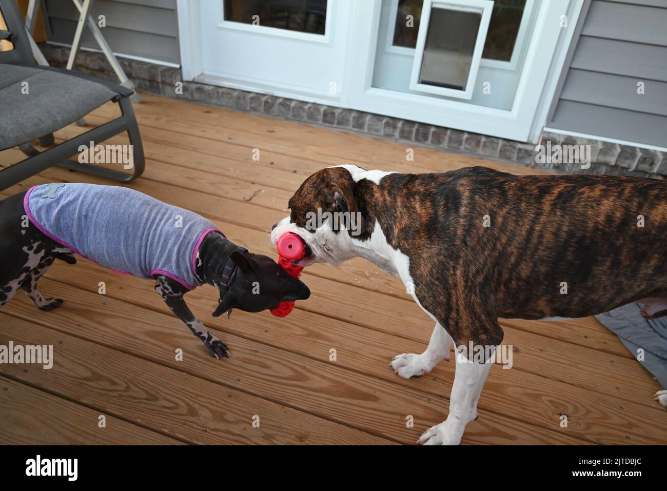 Two dogs playing tug of war in the back porch Stock Photo - Alamy