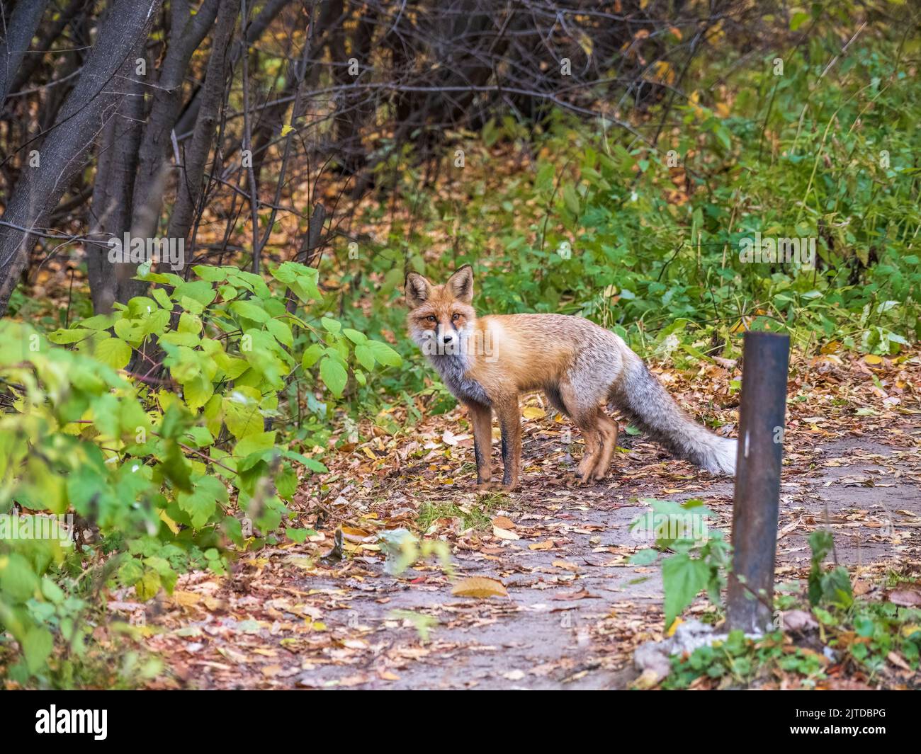 The red fox Vulpes vulpes walks along a path in autumn forest Stock Photo - Alamy