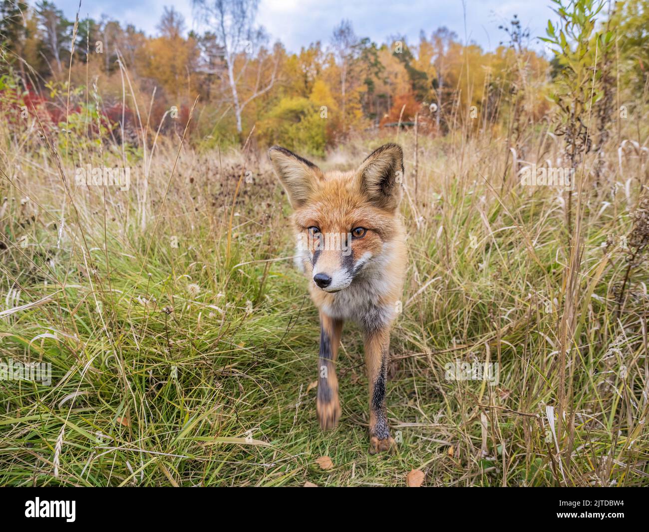 The red fox Vulpes vulpes walks along a path in autumn forest Stock ... The red fox Vulpes vulpes walks along a path in autumn forest Stock ...