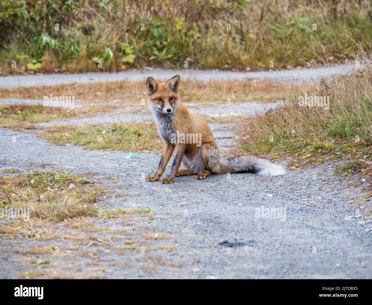 Red fox, Vulpes vulpes, sits on autumn forest path. Close up of a red fox Vulpes vulpes, sitting ...