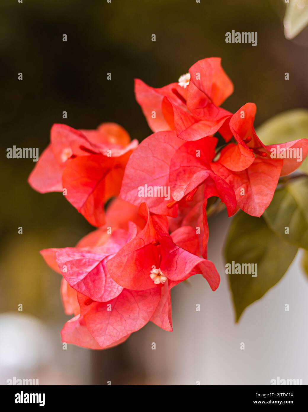 Red flowers of Bougainvillea blooming in the garden Stock Photo - Alamy