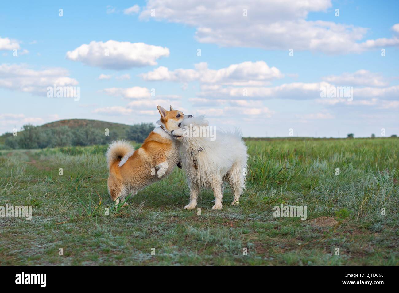 samoyed and corgi dogs play in nature Stock Photo - Alamy