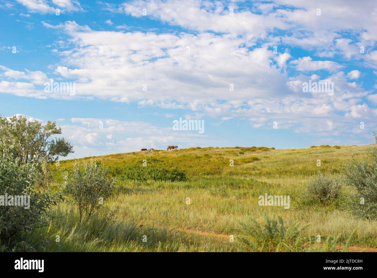 green steppe with clouds and blue sky in Kazakhstan Stock Photo - Alamy