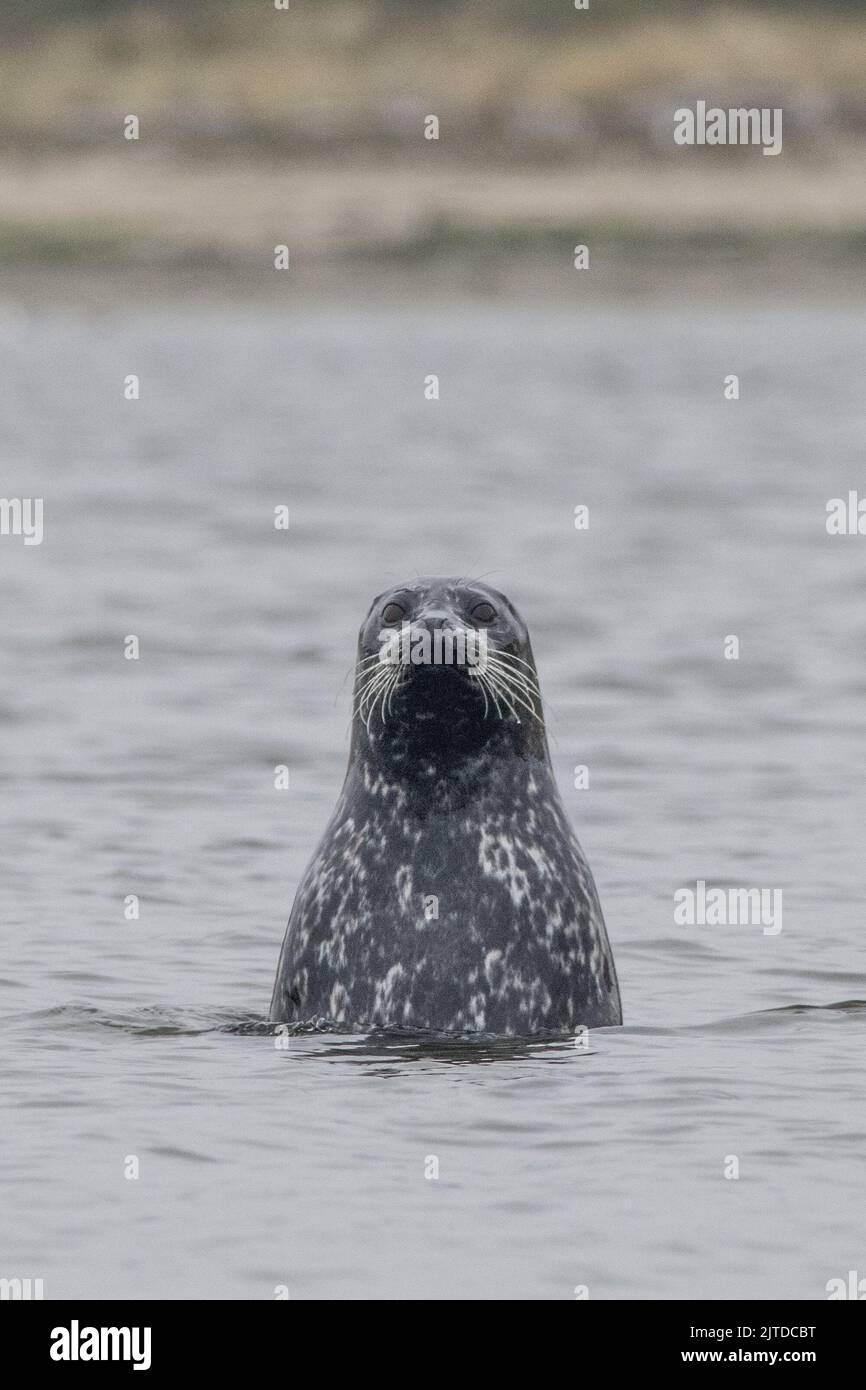 Farallones national marine sanctuary hi-res stock photography and ...