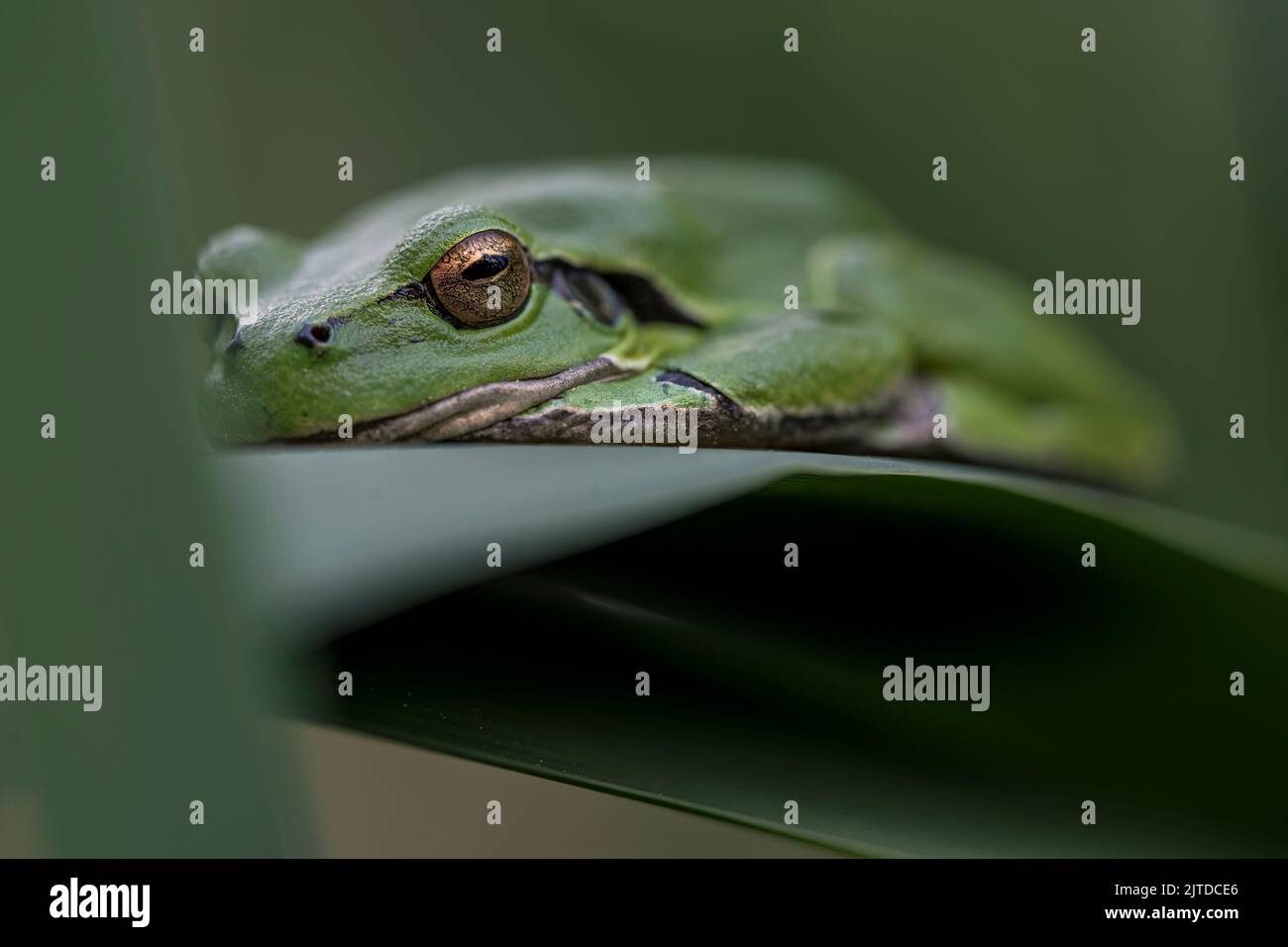 Male of European tree frog (hyla arborea) sitting on a cattail leaf ...