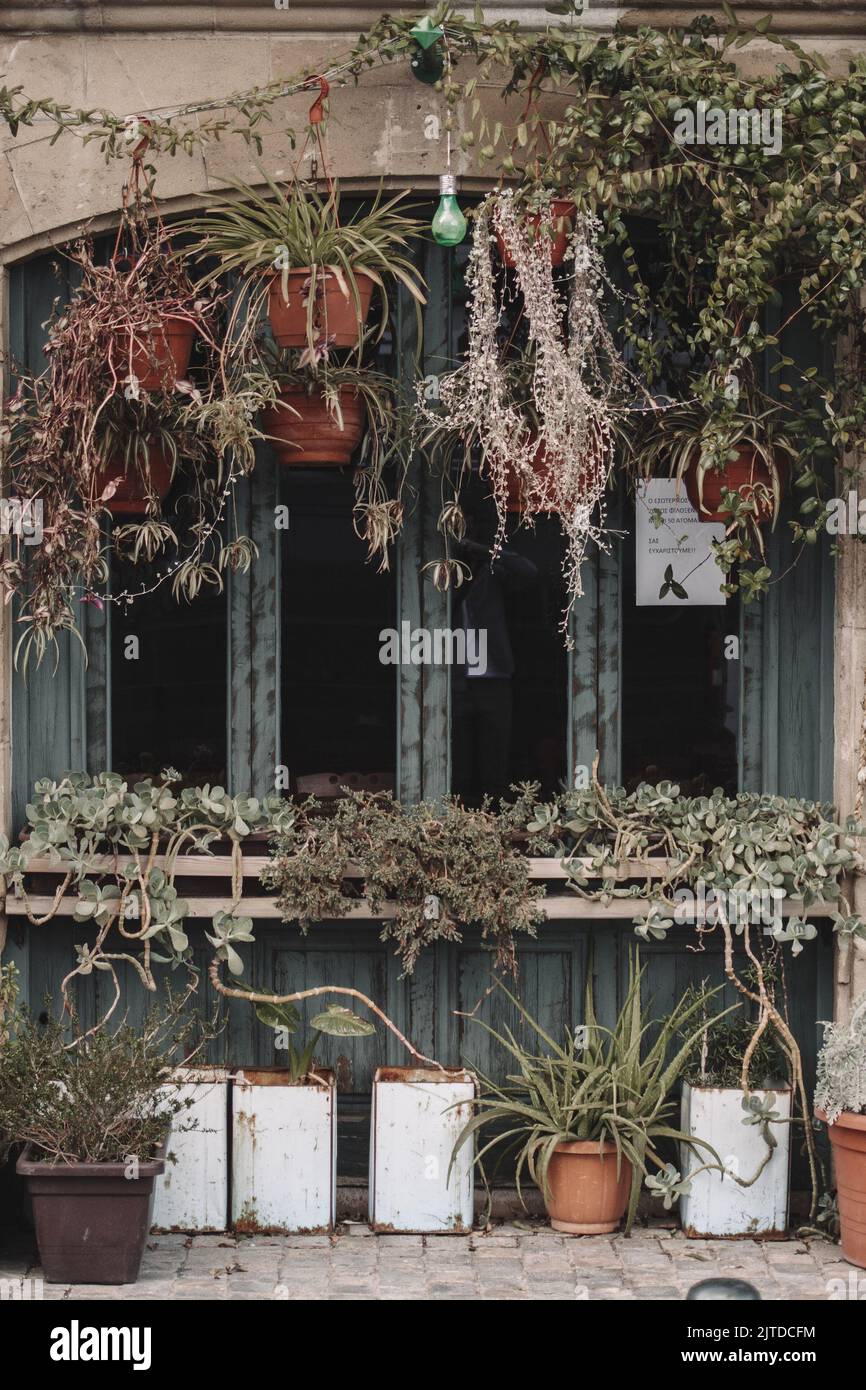 Old shop with a lot of decorative house plants Larnaca, Cyprus Stock ...