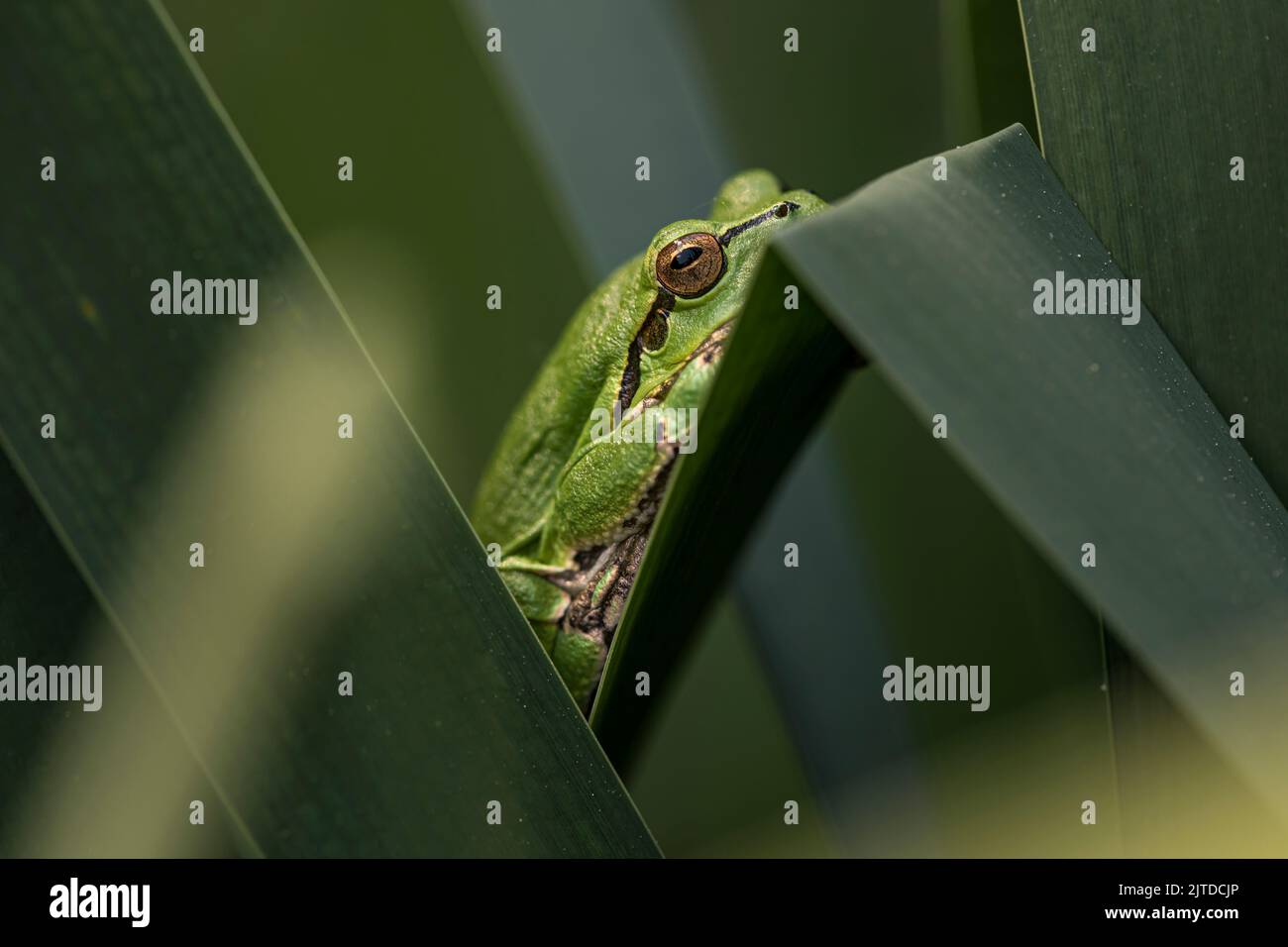 Male of European tree frog (hyla arborea) sitting on a cattail leaf ...