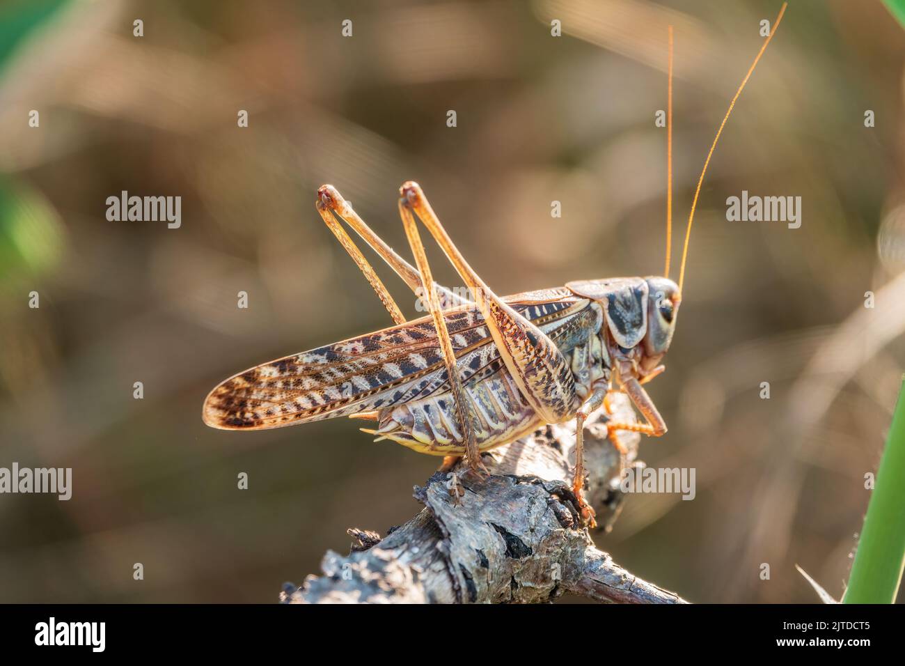 A large brown locust, Locusta migratoria, with a pattern on its body ...