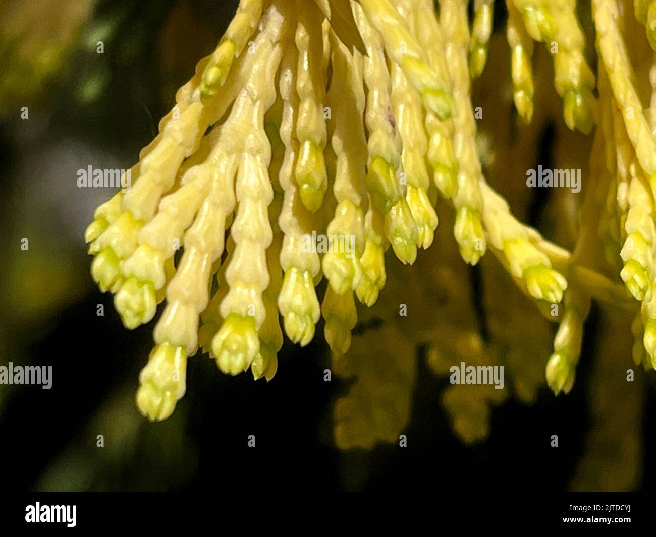 Hinoki forest hi-res stock photography and images - Alamy