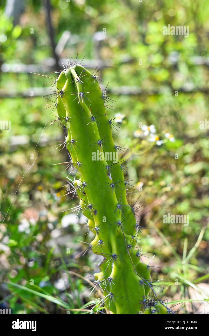 Triangle cactus hi-res stock photography and images - Alamy