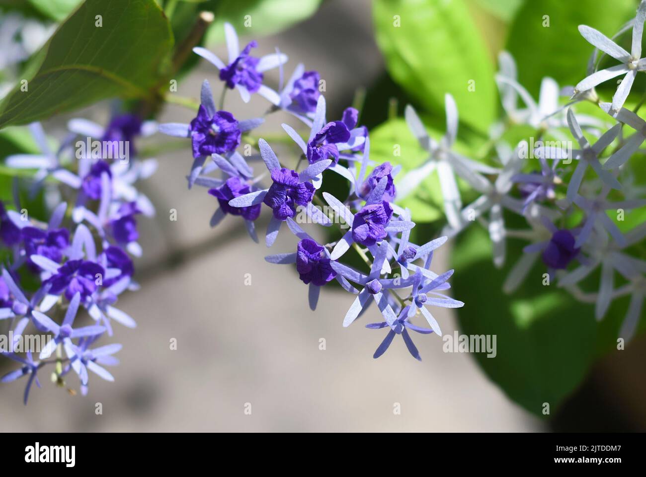 Petrea plant hi-res stock photography and images - Alamy