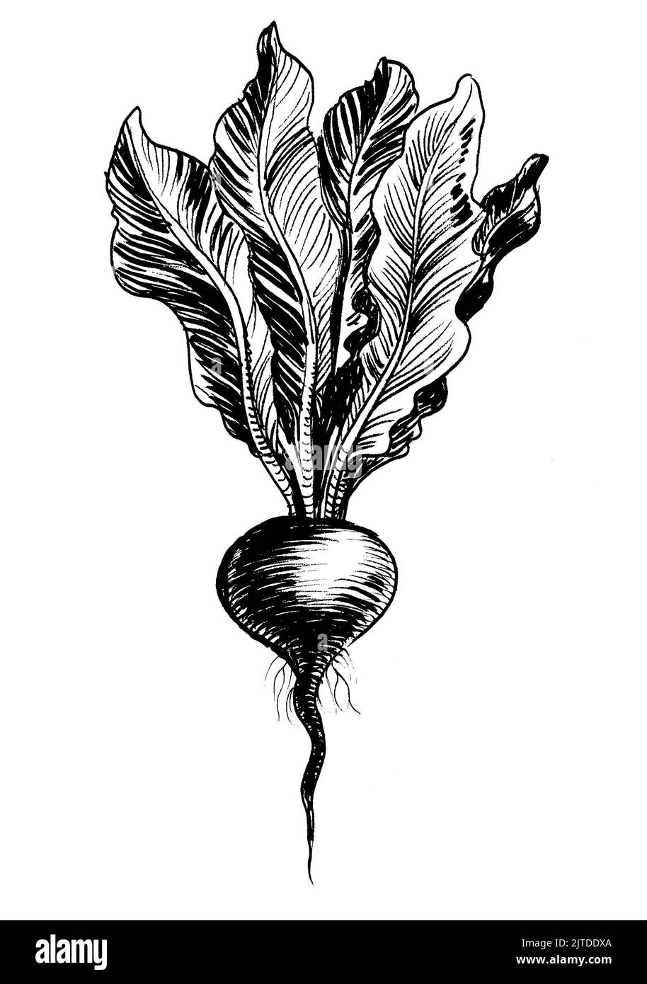 Beet vegetable. Ink black and white drawing Stock Photo - Alamy