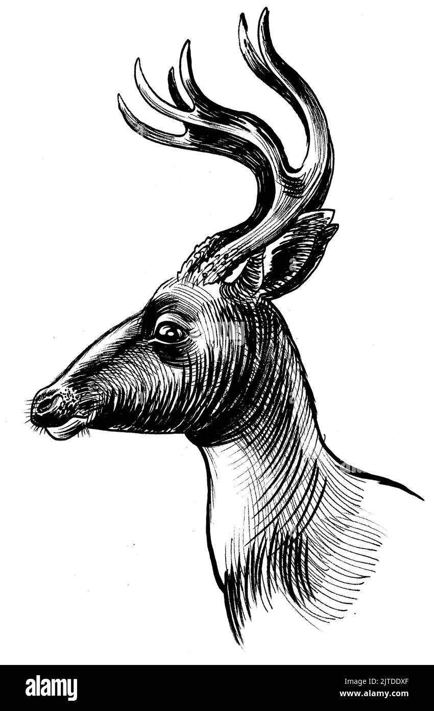 Stag deer head. Ink black and white drawing Stock Photo - Alamy