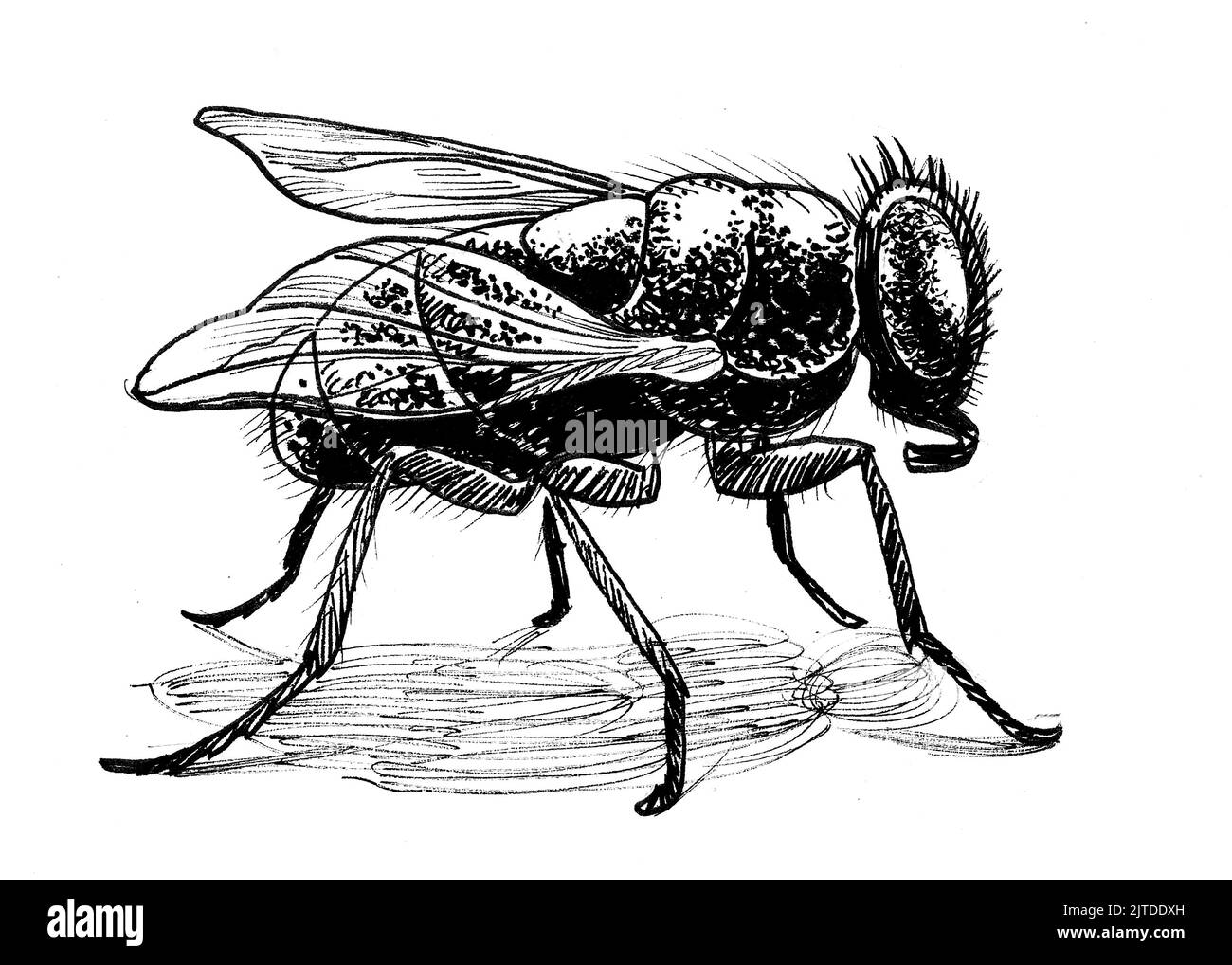 Fly insect. Ink black and white drawing Stock Photo - Alamy