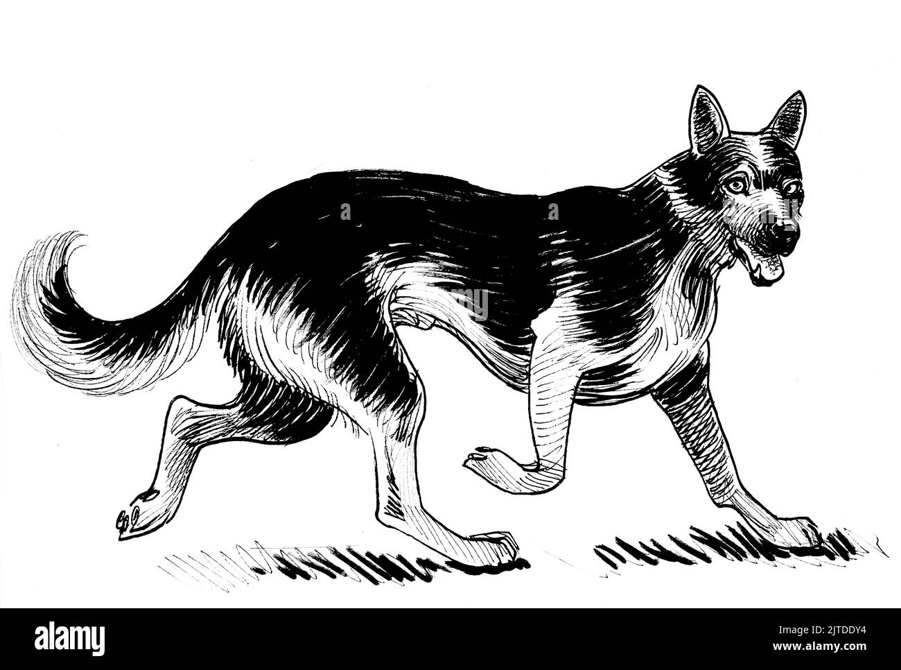 Running German shepherd dog. Ink black and white drawing Stock Photo ...