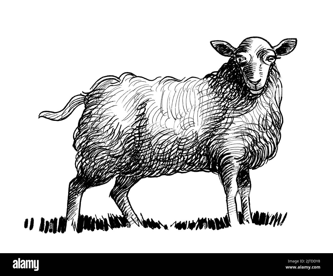 Standing sheep. Ink black and white drawing Stock Photo - Alamy