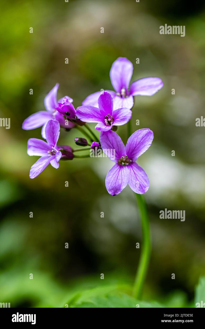 Cardamine pentaphyllos flower growing in meadow, close up Stock Photo ...