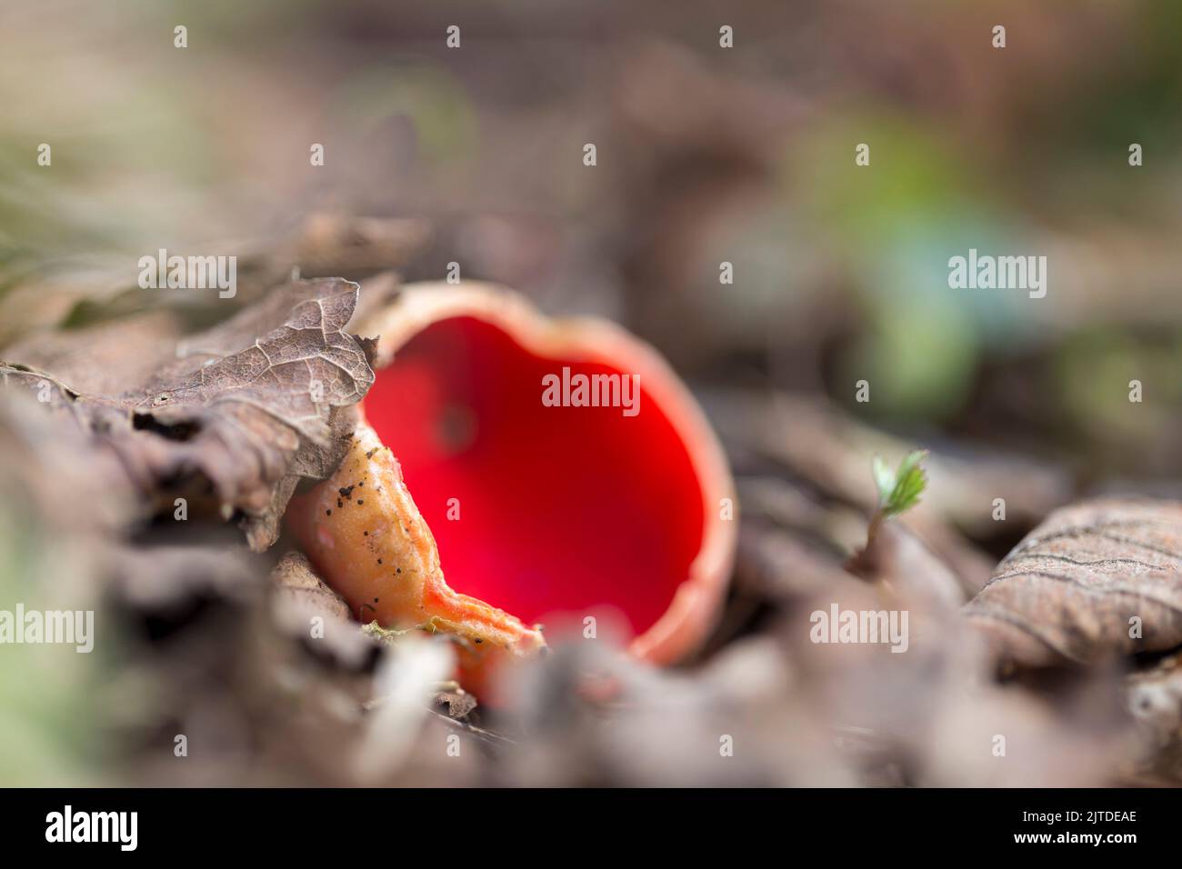 Sarcoscypha coccinea, commonly known as the scarlet elf cup, scarlet ...