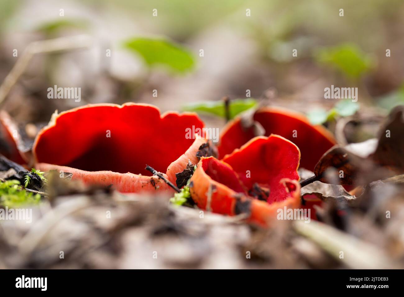 Sarcoscypha coccinea, commonly known as the scarlet elf cup, scarlet ...