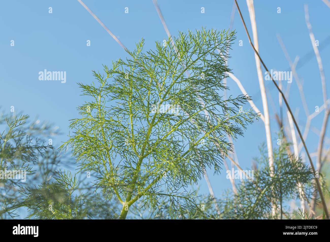 branch of fennel plant seen up close with blue sky in the background ...