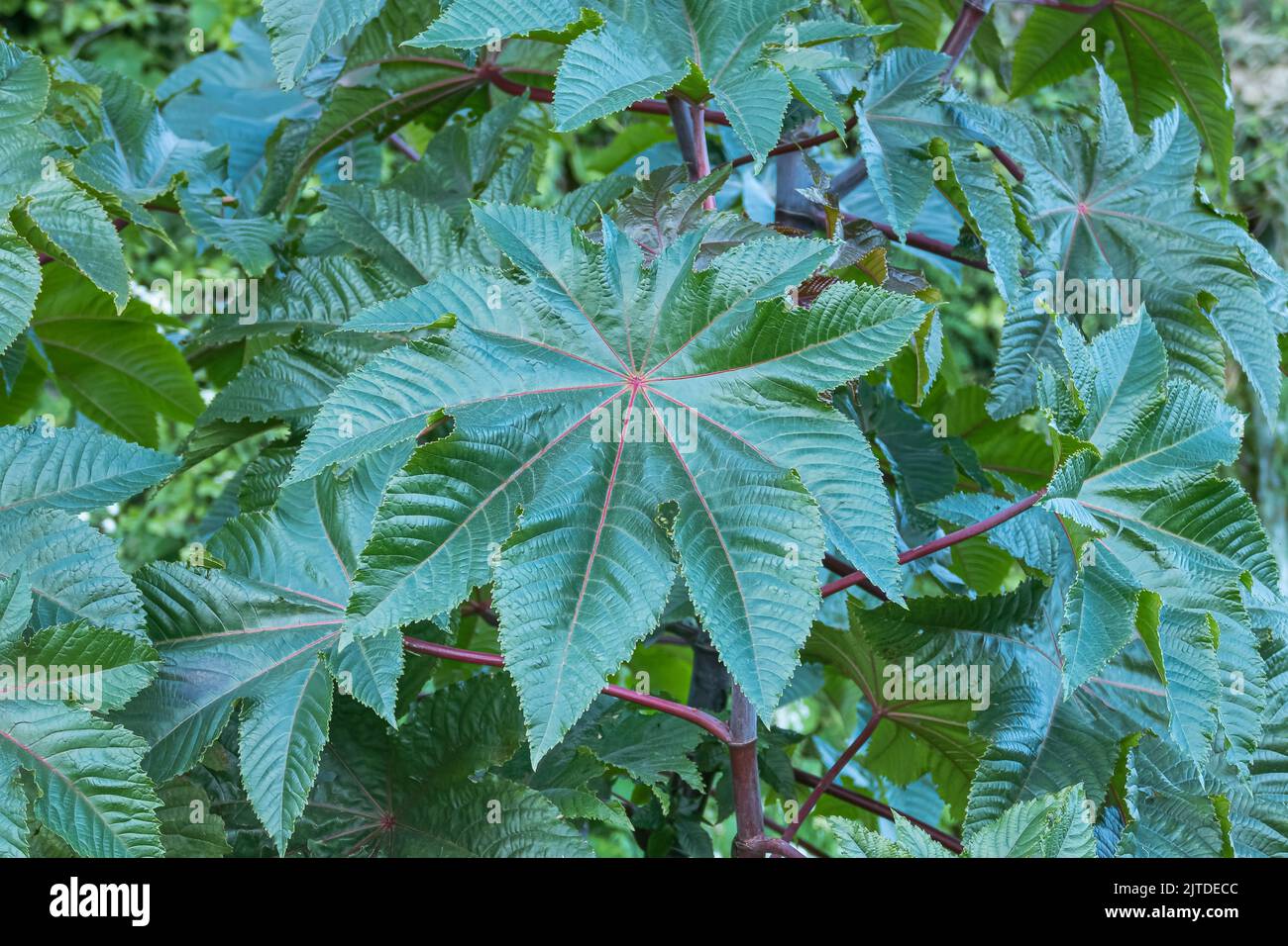 castor bean plant leaf close up view in daylight outdoors Stock Photo ...