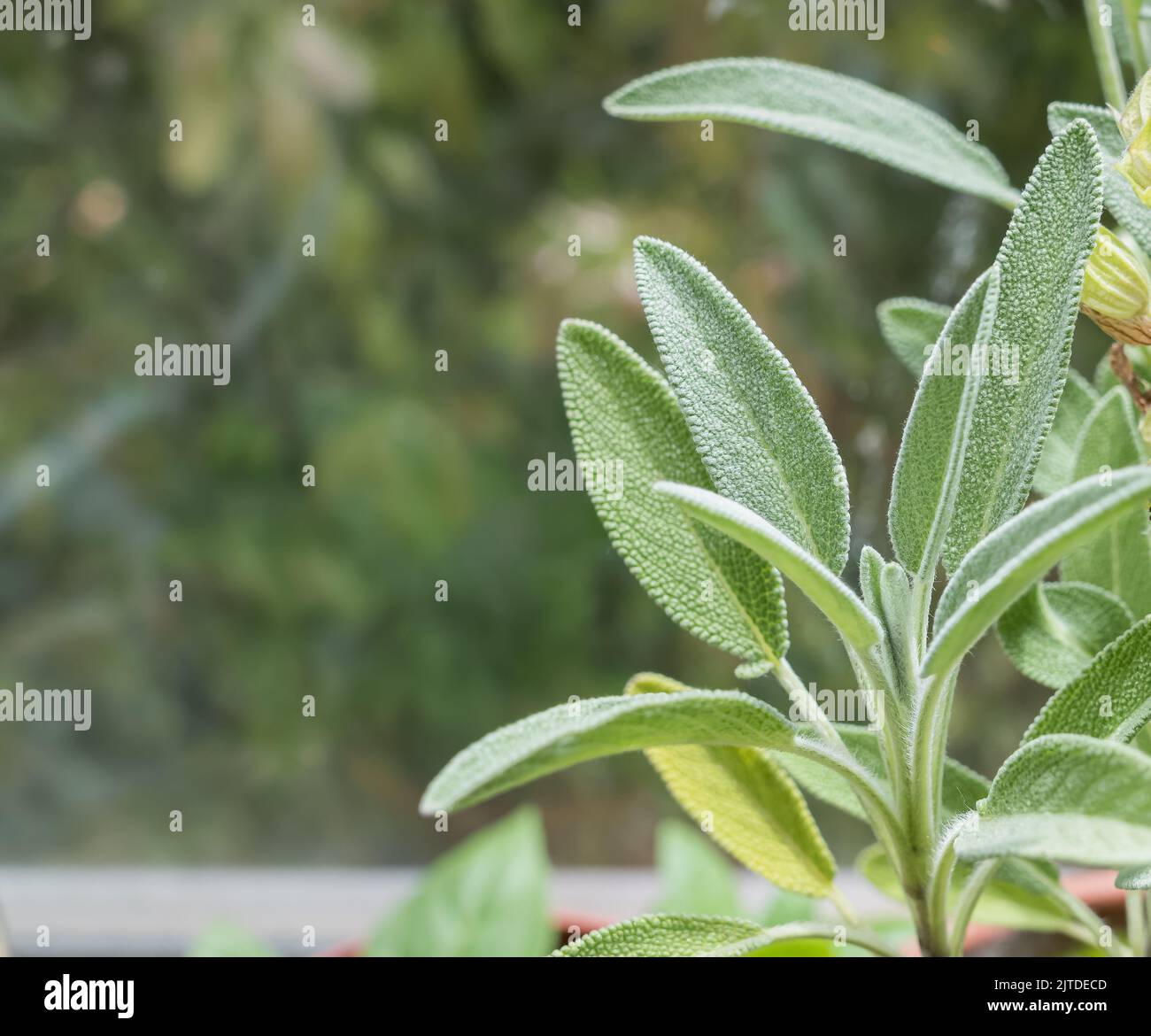 bud and leaves of a sage plant growing with daylight indoor Stock Photo ...