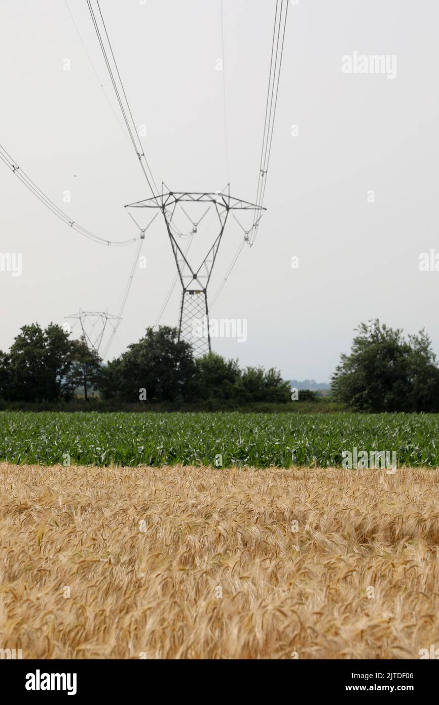 pylon of high voltage electricity cables and wheat field with ripe ...