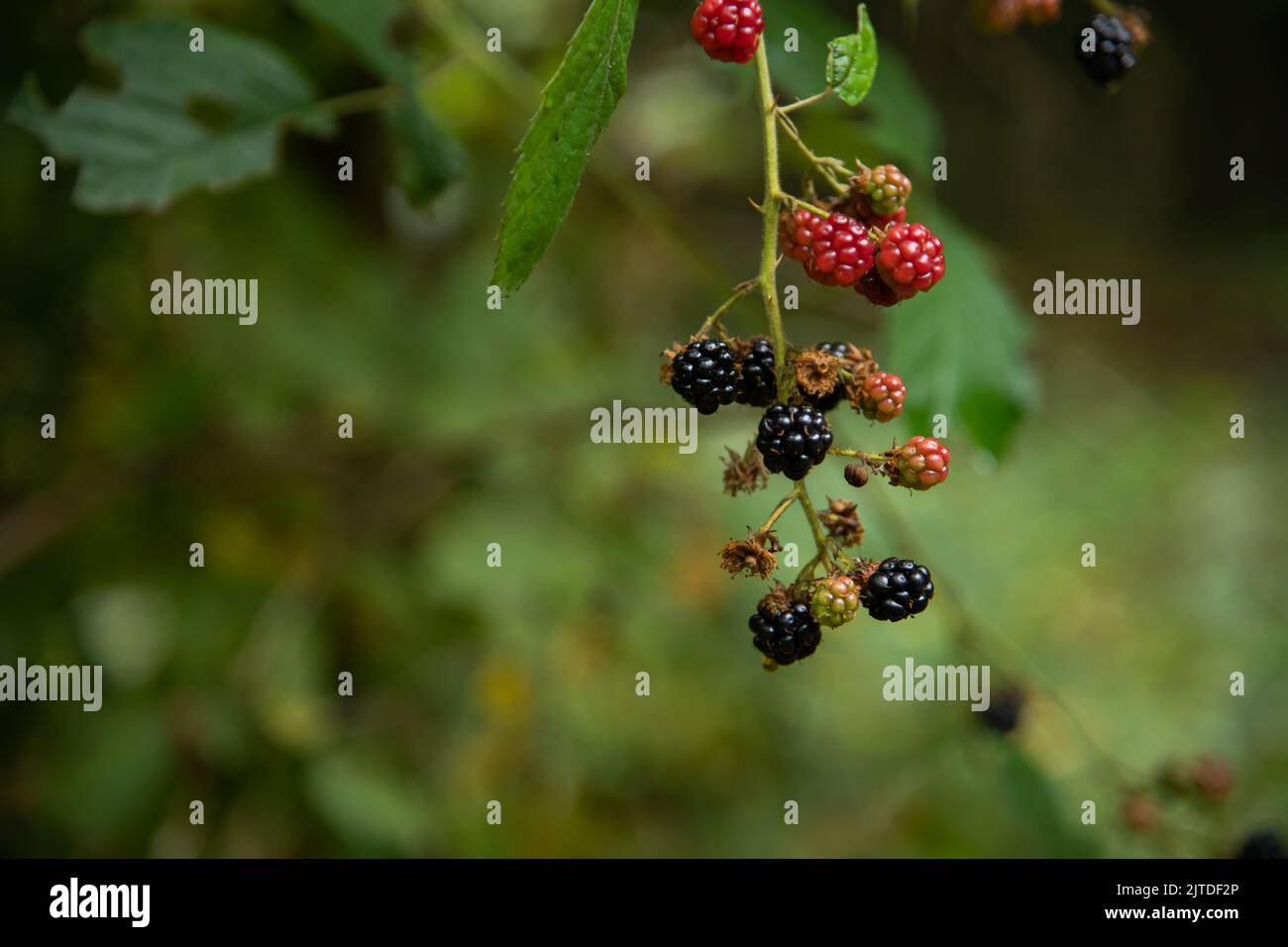 Wild berries foraging hi-res stock photography and images - Alamy