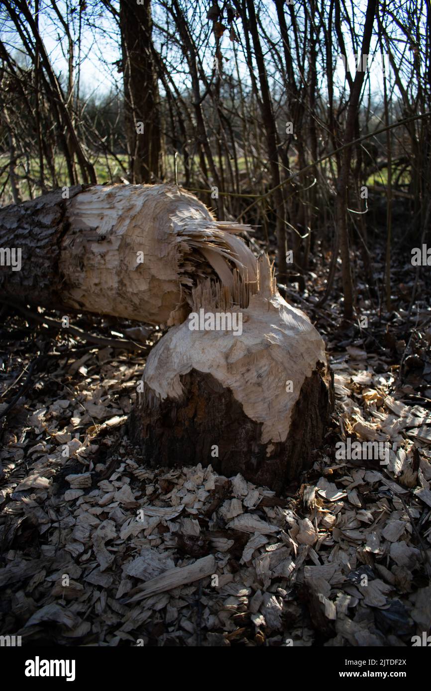 Beaver cut tree hi-res stock photography and images - Alamy