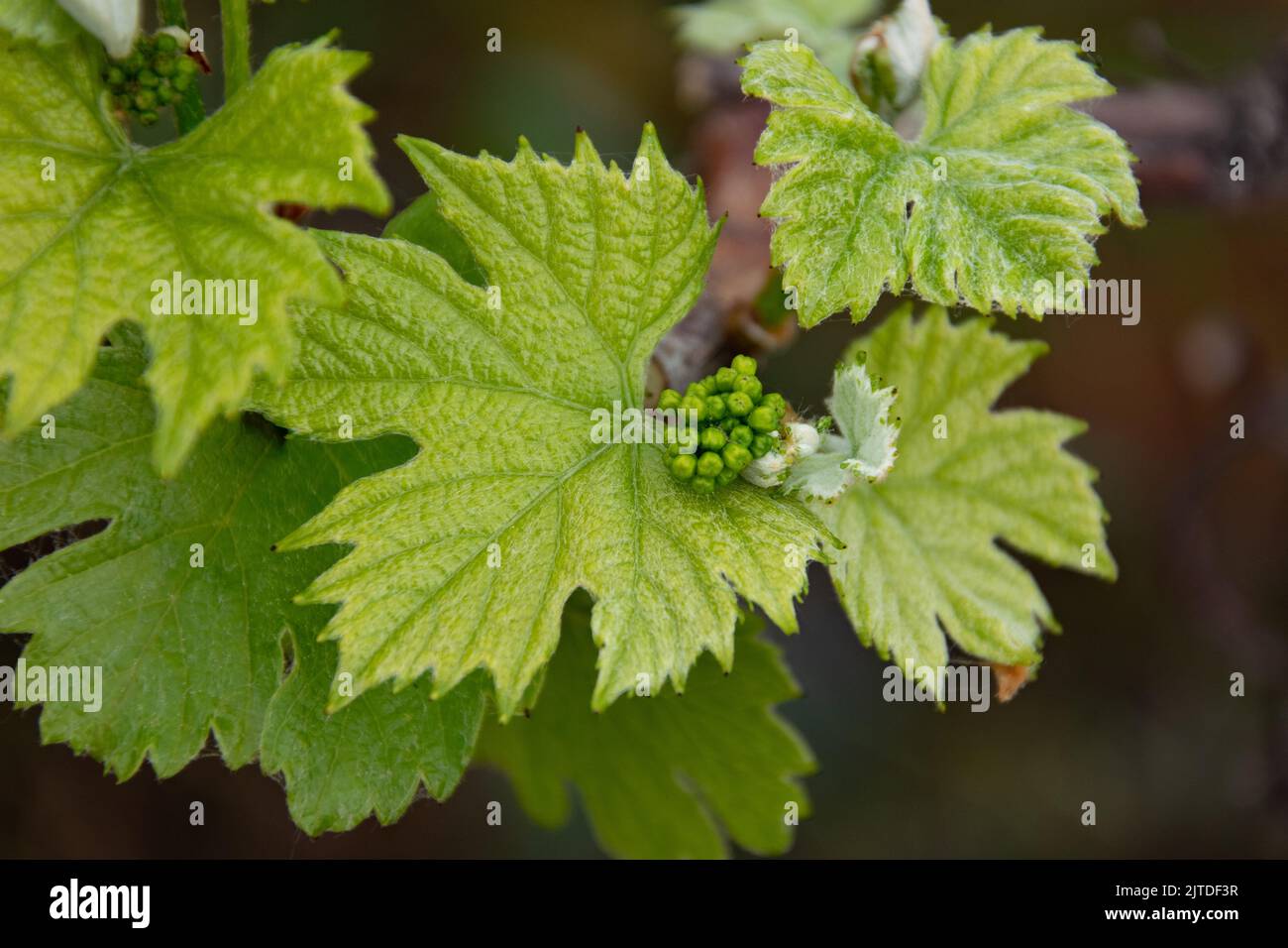New growth on grape vine hi-res stock photography and images - Alamy
