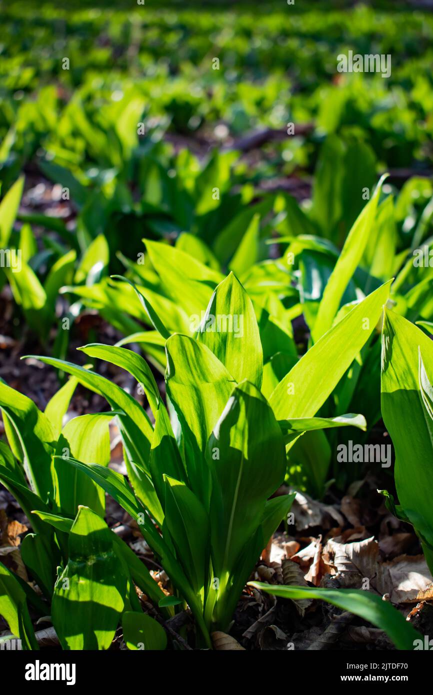 wild garlic growing on the forest floor Stock Photo - Alamy
