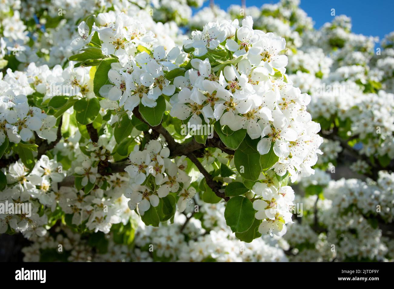 Beautiful tree branches cherry blossom hi-res stock photography and ...
