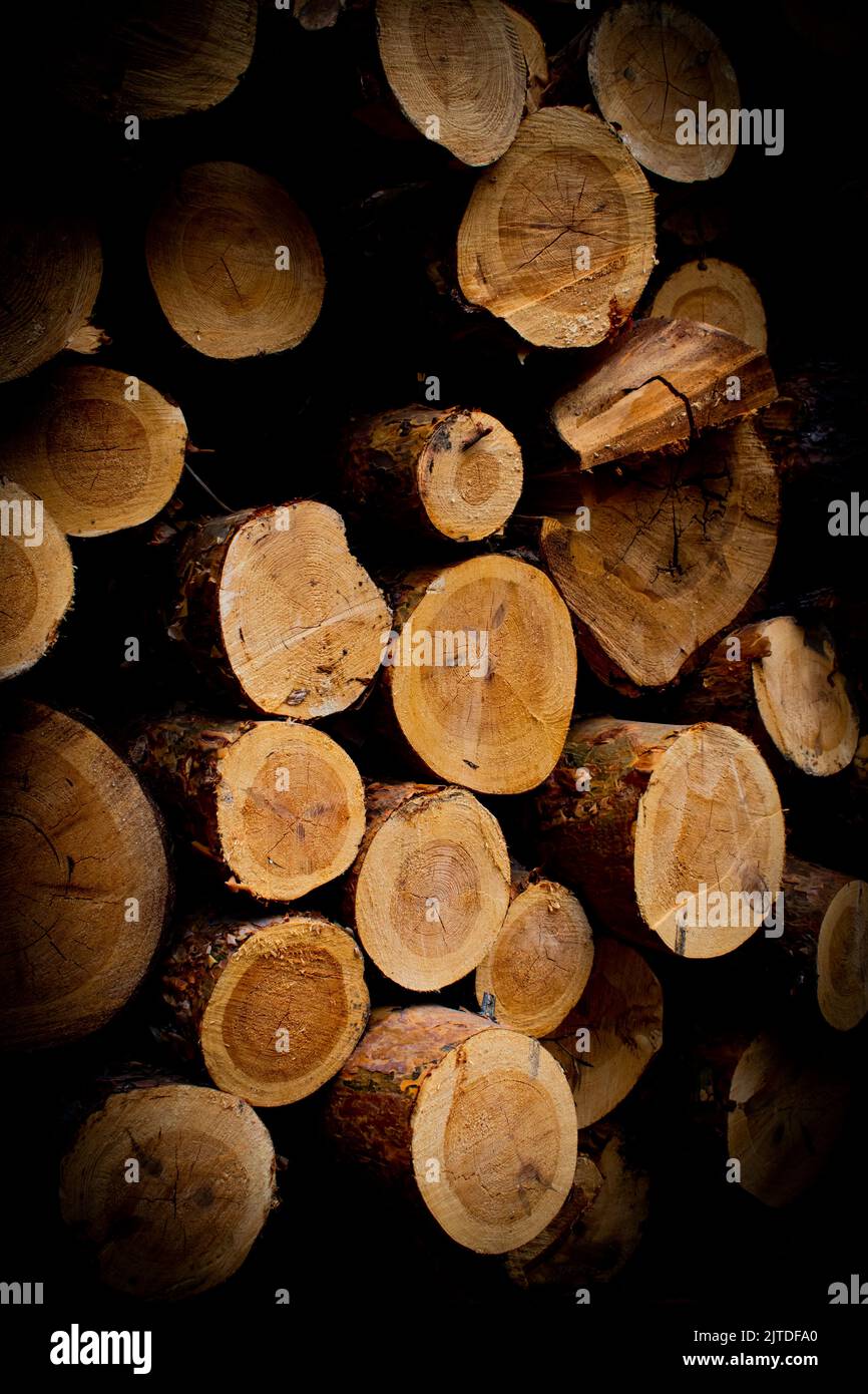 Tree rings seen in cut timber logs Stock Photo - Alamy