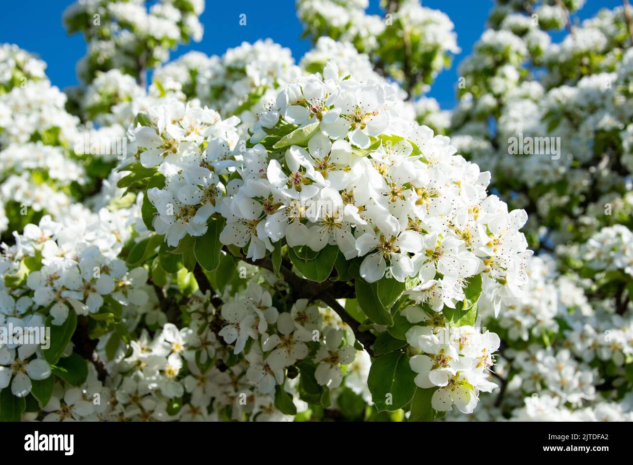 Fruit trees in white blooms hi-res stock photography and images - Alamy