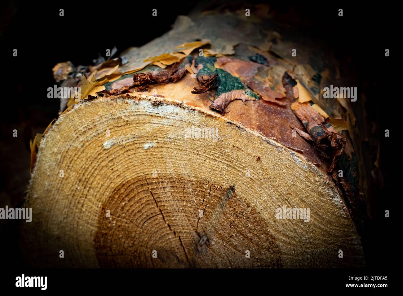 Tree rings seen in cut timber logs Stock Photo - Alamy